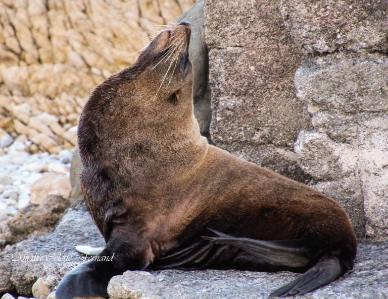 Snorkel with Seals in New Zealand – Amalia Explores